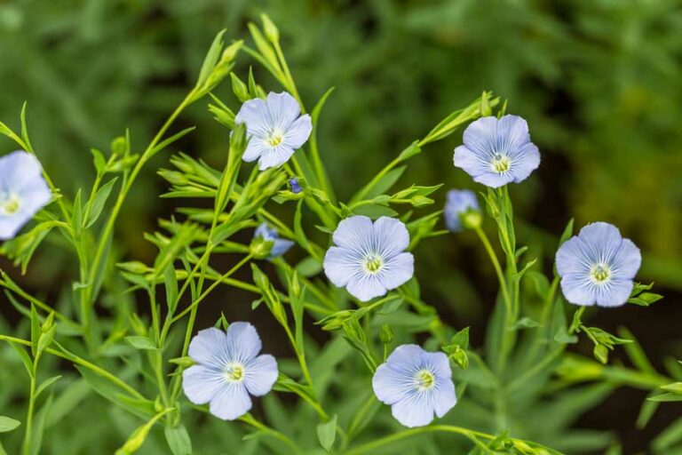 CompLam Manufactures Sustainable Flax Fiber Composite Laminates - CompLam