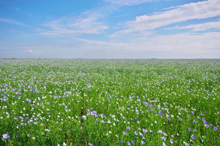 The Natural Fiber Composite Laminate Revolution - CompLam